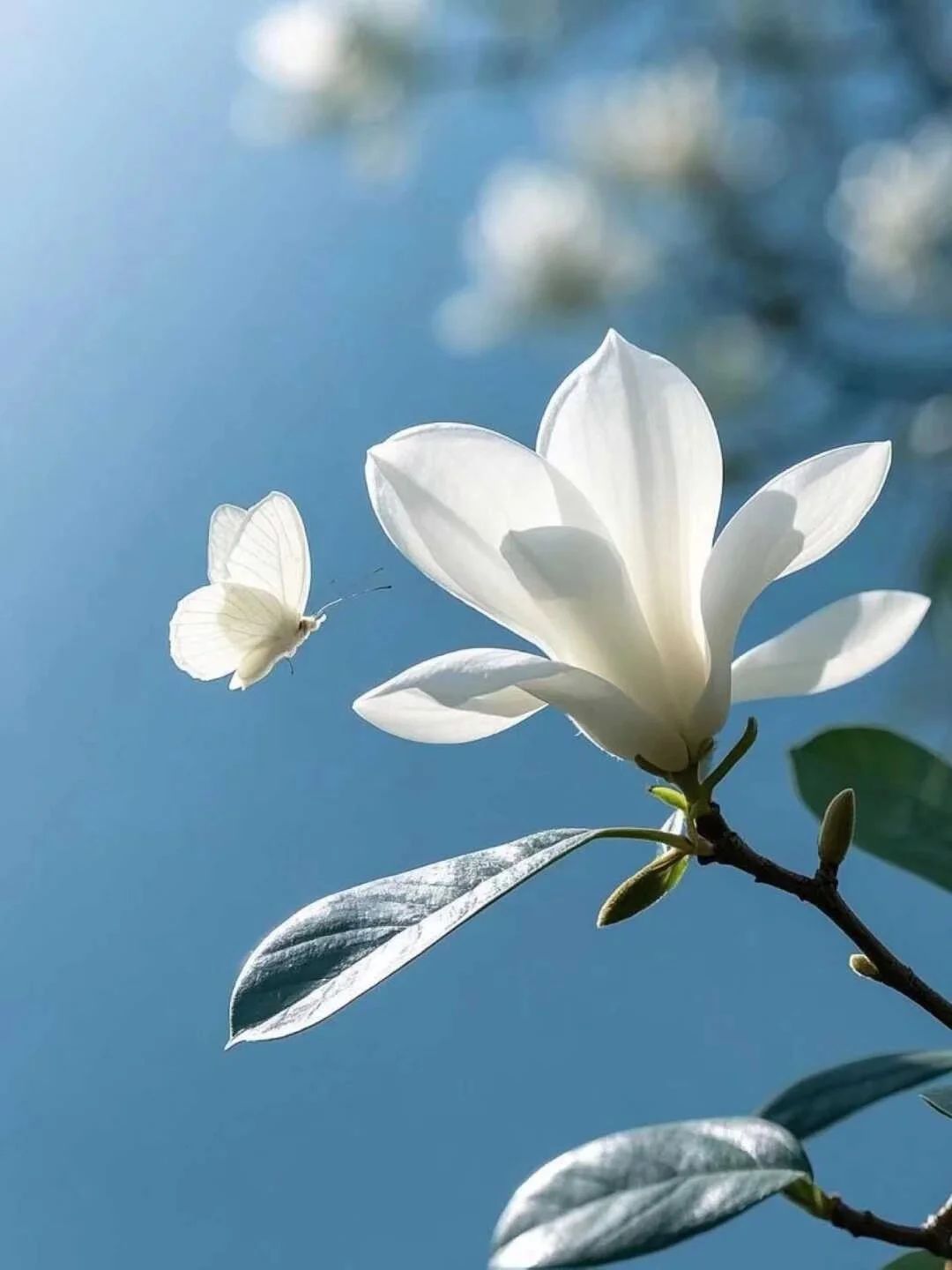 Redis HyperLogLog深入分析 - 墨天轮