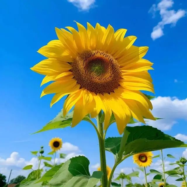 Redis HyperLogLog深入分析 - 墨天轮