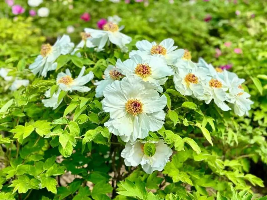 RediSearch安装部署与实战 - 墨天轮