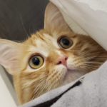 Sanic、uvloop及Asyncio的局限测试测试 - 墨天轮