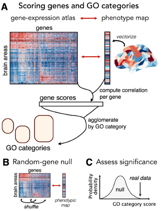 AHBA| 如何建立Null模型控制富集分析中的假阳性偏差 - 墨天轮