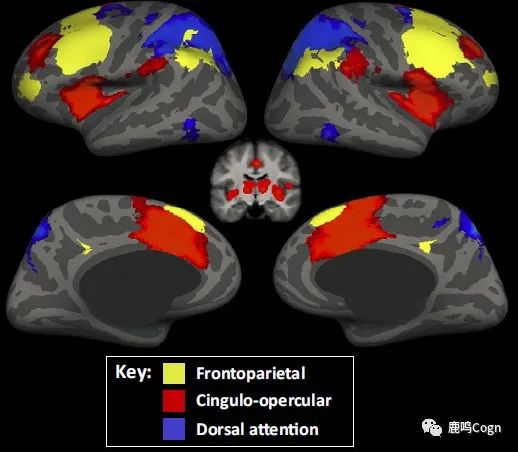 假说 | 认知控制 = alpha振荡+脑网络活动？ - 墨天轮