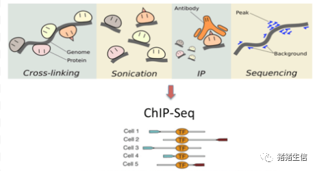 ChIP-seq数据分析代码笔记 - 墨天轮