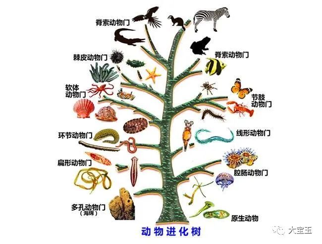 今天看看层次聚类的树状图（dendrogram） 墨天轮 