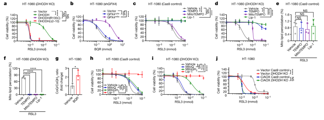 Nature｜DHODH介导的铁死亡防御是癌症中的一种靶向脆弱性 - 墨天轮