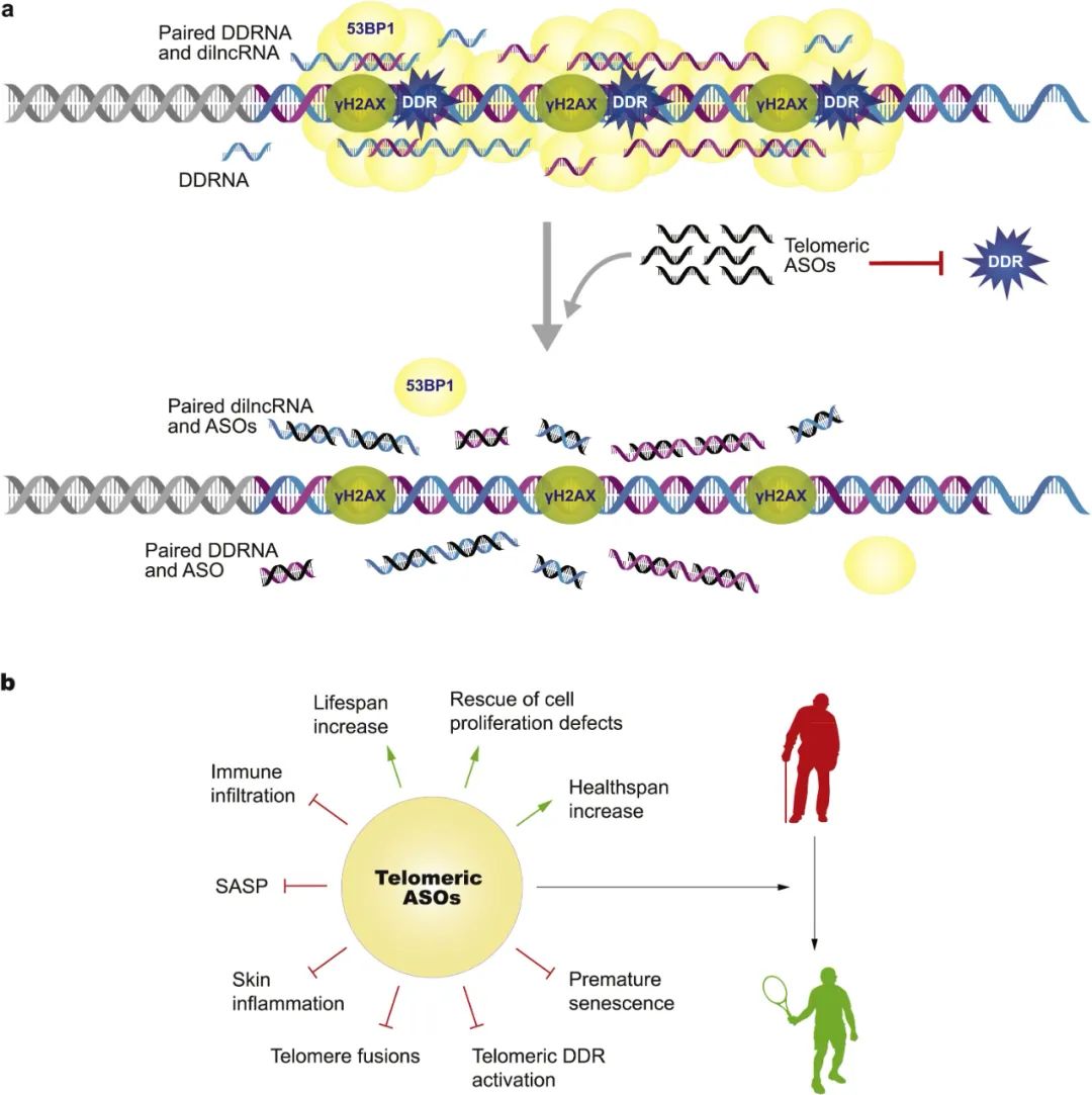 Ageing Res Rev|衰老进程中的端粒转录 - 墨天轮